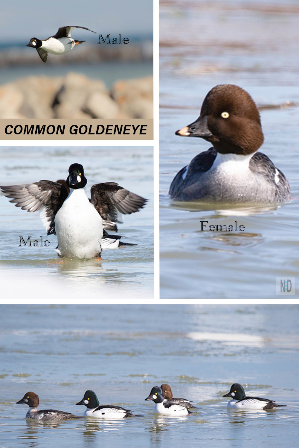 Common Goldeneye - Nikki Lynn Design