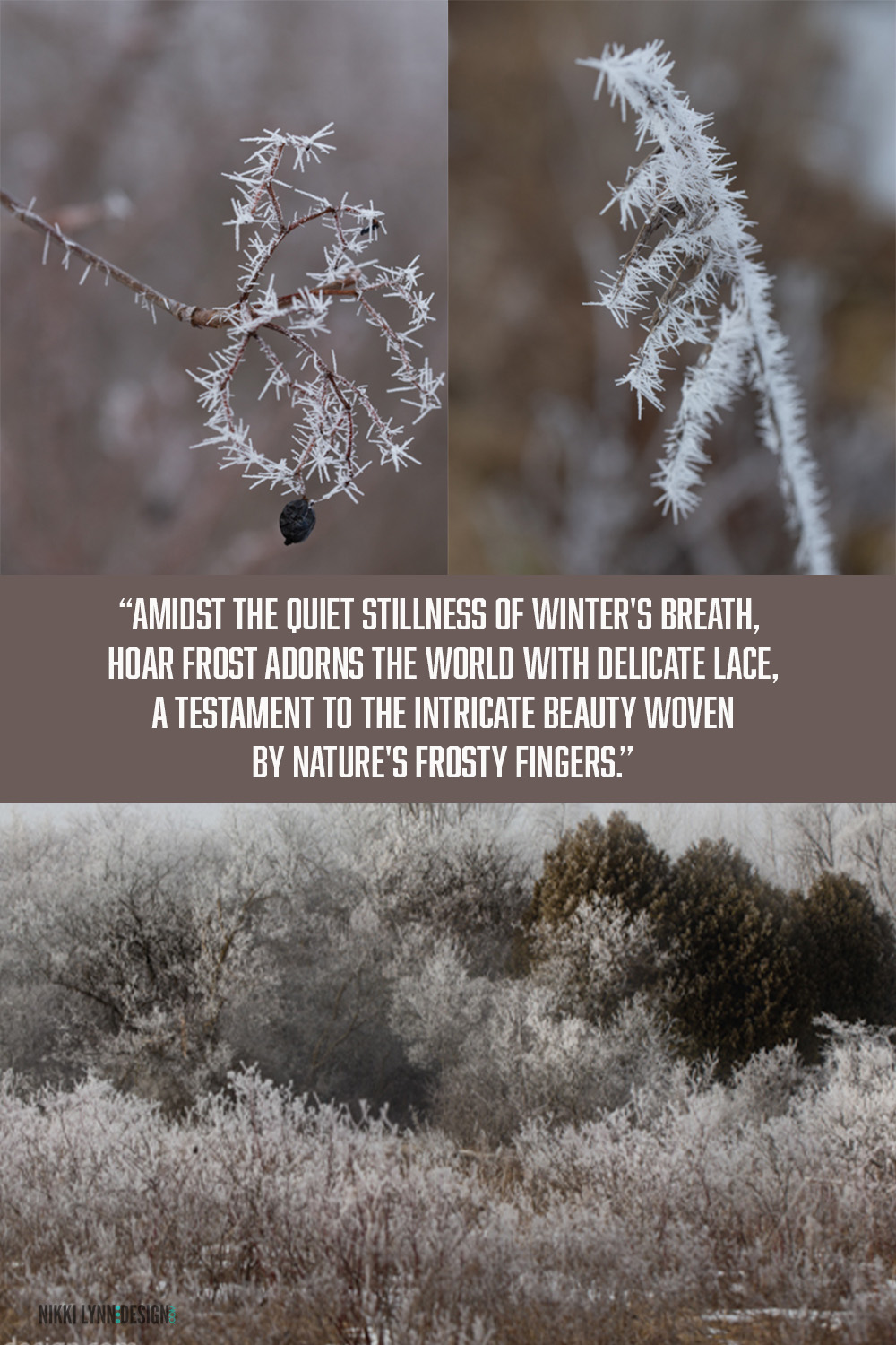 Nature's Frozen Spears: Delicate Spike-Like Structures - Nikki Lynn Design