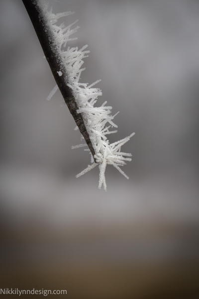 Nature's Frozen Spears: Delicate Spike-Like Structures - Nikki Lynn Design