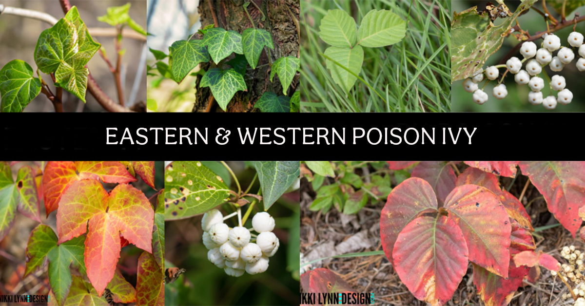 Poison Ivy in Wisconsin: How to Spot and Avoid It - Nikki Lynn Design