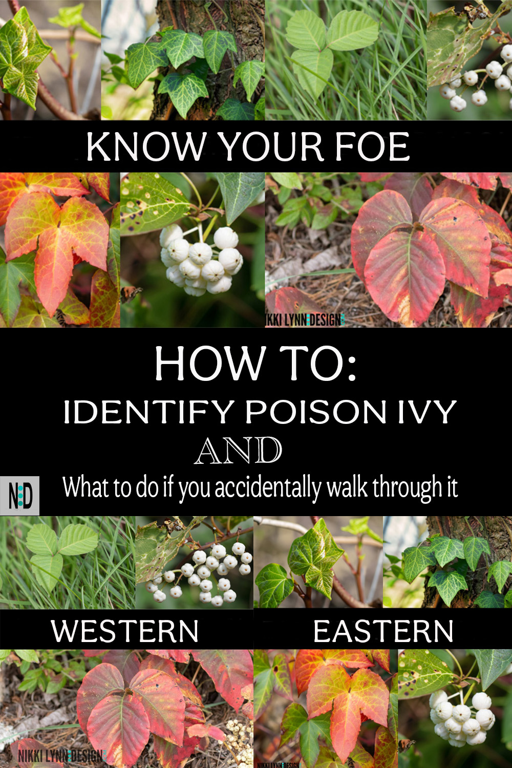 Poison Ivy in Wisconsin: How to Spot and Avoid It - Nikki Lynn Design