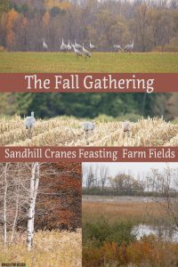 Fall's Last Hurrah: Fields Of Sandhill Cranes Feasting in Wisconsin’s ...