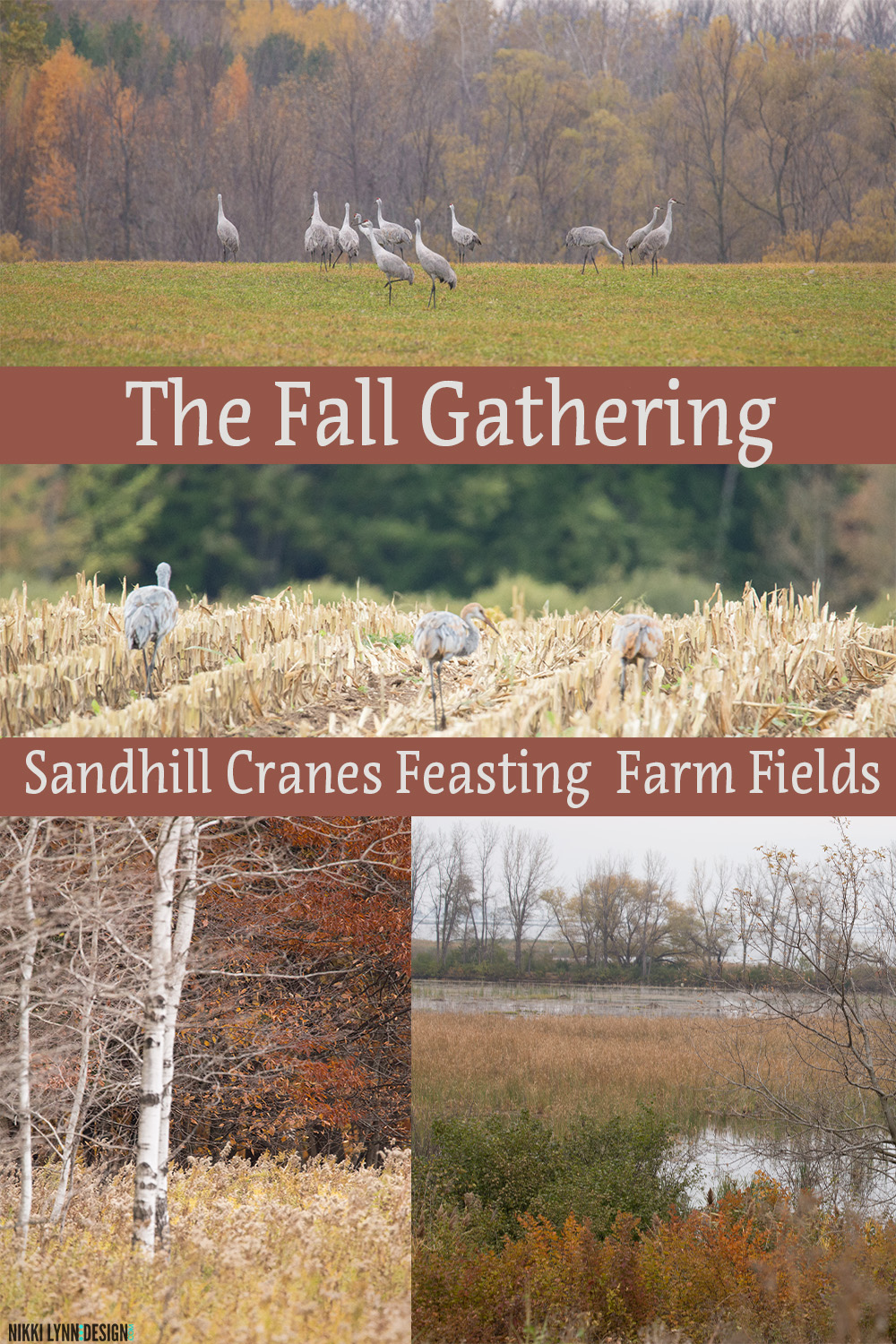 Fall's Last Hurrah: Fields Of Sandhill Cranes Feasting in Wisconsin’s ...