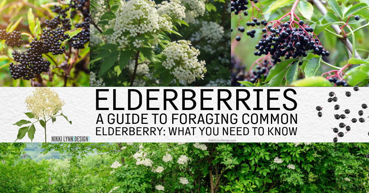 A Complete Guide to Foraging Common Elderberry: What You Need To Know ...